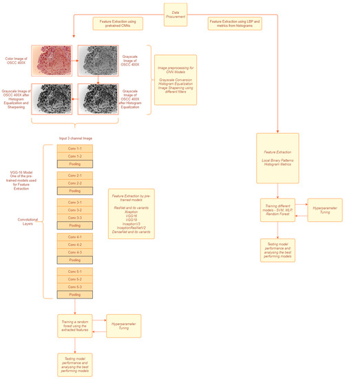 Automated Detection and Classification of Oral Squamous Cell Carcinoma ...