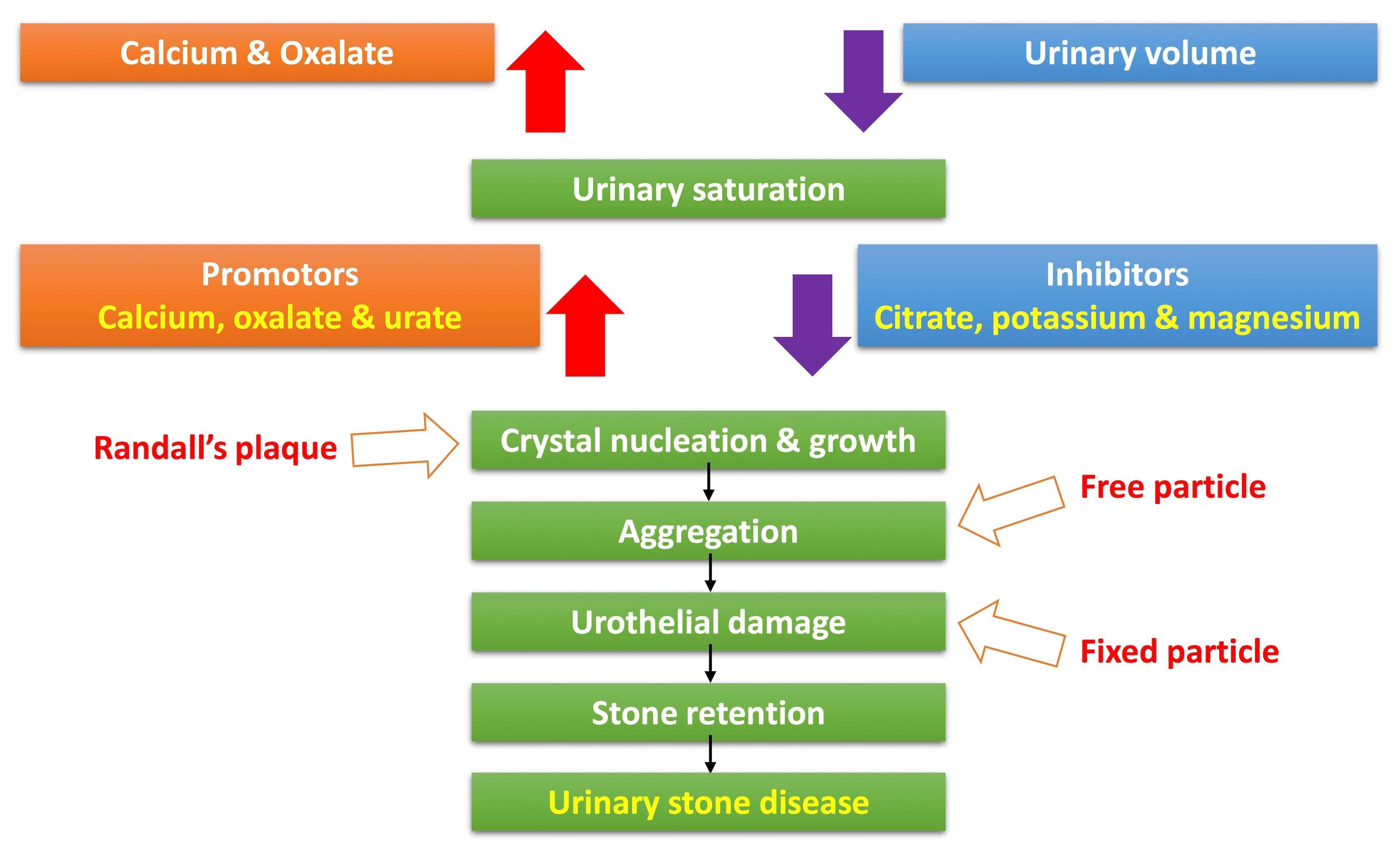 Mechanism Of Urolithiasis Mechanism Of Urolithiasis