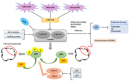Mechanisms of Resistance to CDK4/6 Inhibitors and Predictive Biomarkers of Response in HR+/HER2 ...
