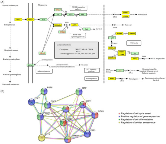 MicroRNA-155 and Disease-Related Immunohistochemical Parameters in ...
