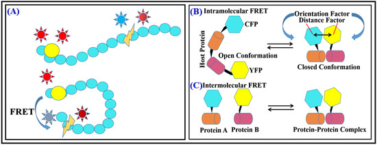 FRET Based Biosensor: Principle Applications Recent Advances and Challenges
