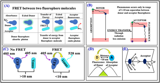 Diagnostics | Free Full-Text | FRET Based Biosensor: Principle Applications Recent Advances and ...