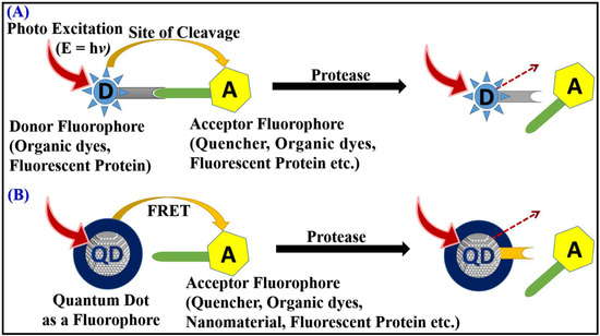 Diagnostics | Free Full-Text | FRET Based Biosensor: Principle ...
