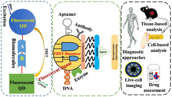 Diagnostics | Free Full-Text | FRET Based Biosensor: Principle Applications Recent Advances and ...
