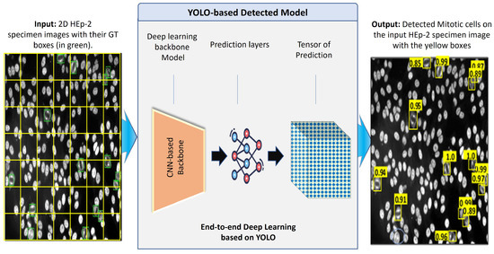 Deep Active Learning for Automatic Mitotic Cell Detection on HEp-2 ...