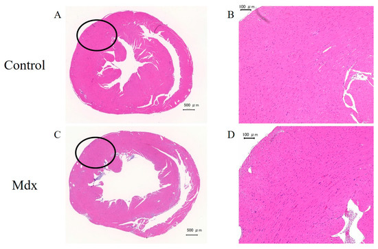 Evaluation of Cardiac Function in Young Mdx Mice Using MRI with Feature ...