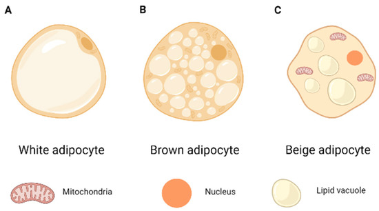 Influence of Adipose Tissue on Early Metabolic Programming ...