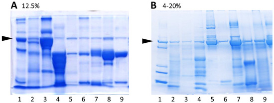 SDS Electrophoresis on Gradient Polyacrylamide Gels as a ...