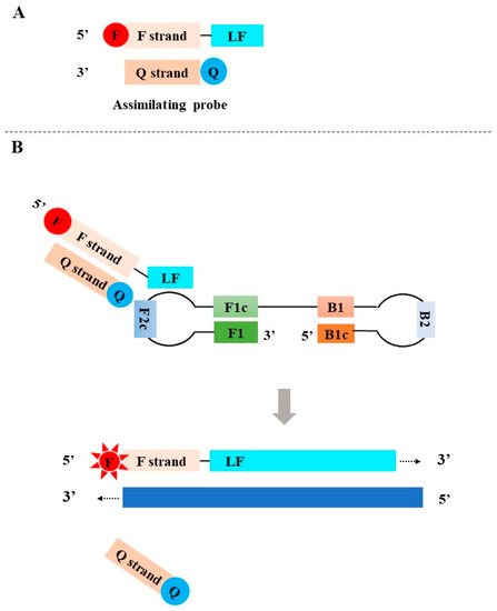 Evolution of the Probe-Based Loop-Mediated Isothermal Amplification ...