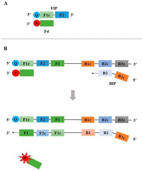 Evolution of the Probe-Based Loop-Mediated Isothermal Amplification ...