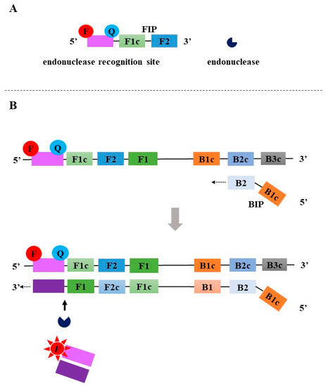 Evolution of the Probe-Based Loop-Mediated Isothermal Amplification ...