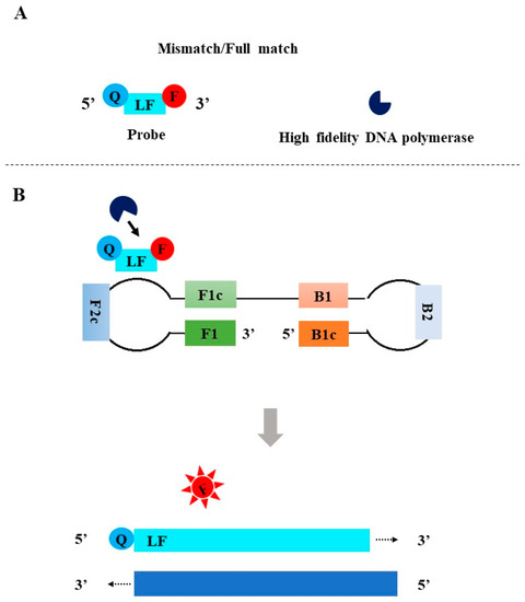 Evolution of the Probe-Based Loop-Mediated Isothermal Amplification ...