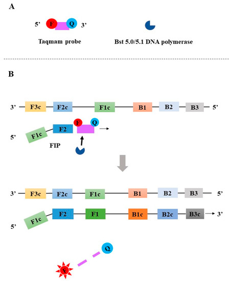Taqman Development And Validation Of A New TaqMan Real Time PCR For