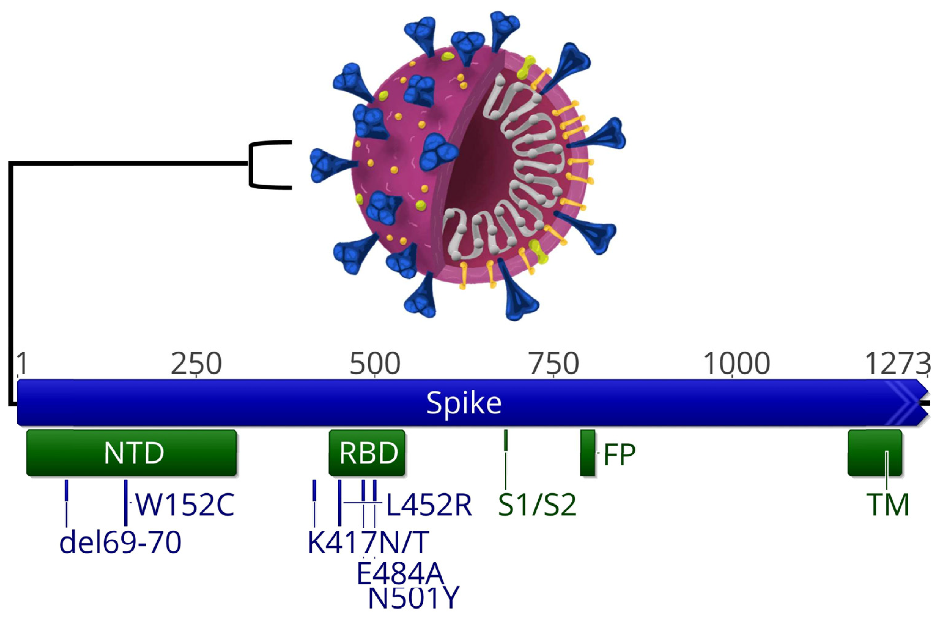 Detection of SARS-CoV-2 Variants via Different Diagnostics Assays Based ...