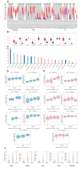 A Comprehensive Pan-Cancer Analysis Identifies CEP55 as a Potential ...