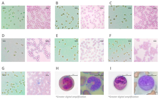 Hilab System Device in an Oncological Hospital: A New Clinical Approach ...