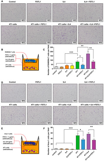 FSTL1 Suppresses Triple-Negative Breast Cancer Lung Metastasis by Inhibiting M2-like Tumor ...