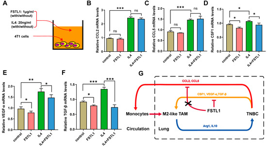 FSTL1 Suppresses Triple-Negative Breast Cancer Lung Metastasis by Inhibiting M2-like Tumor ...