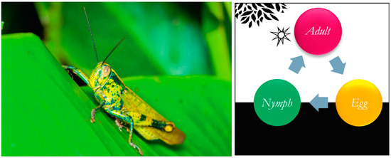 Colon Disease Diagnosis with Convolutional Neural Network and ...