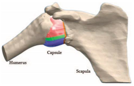 Image-Based Numerical Analysis for Isolated Type II SLAP Lesions in ...