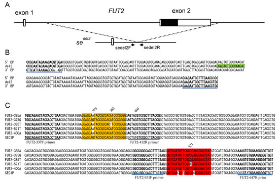 Detection of c.375A>G, c.385A>T, c.571C>T, and sedel2 of FUT2 via Real ...