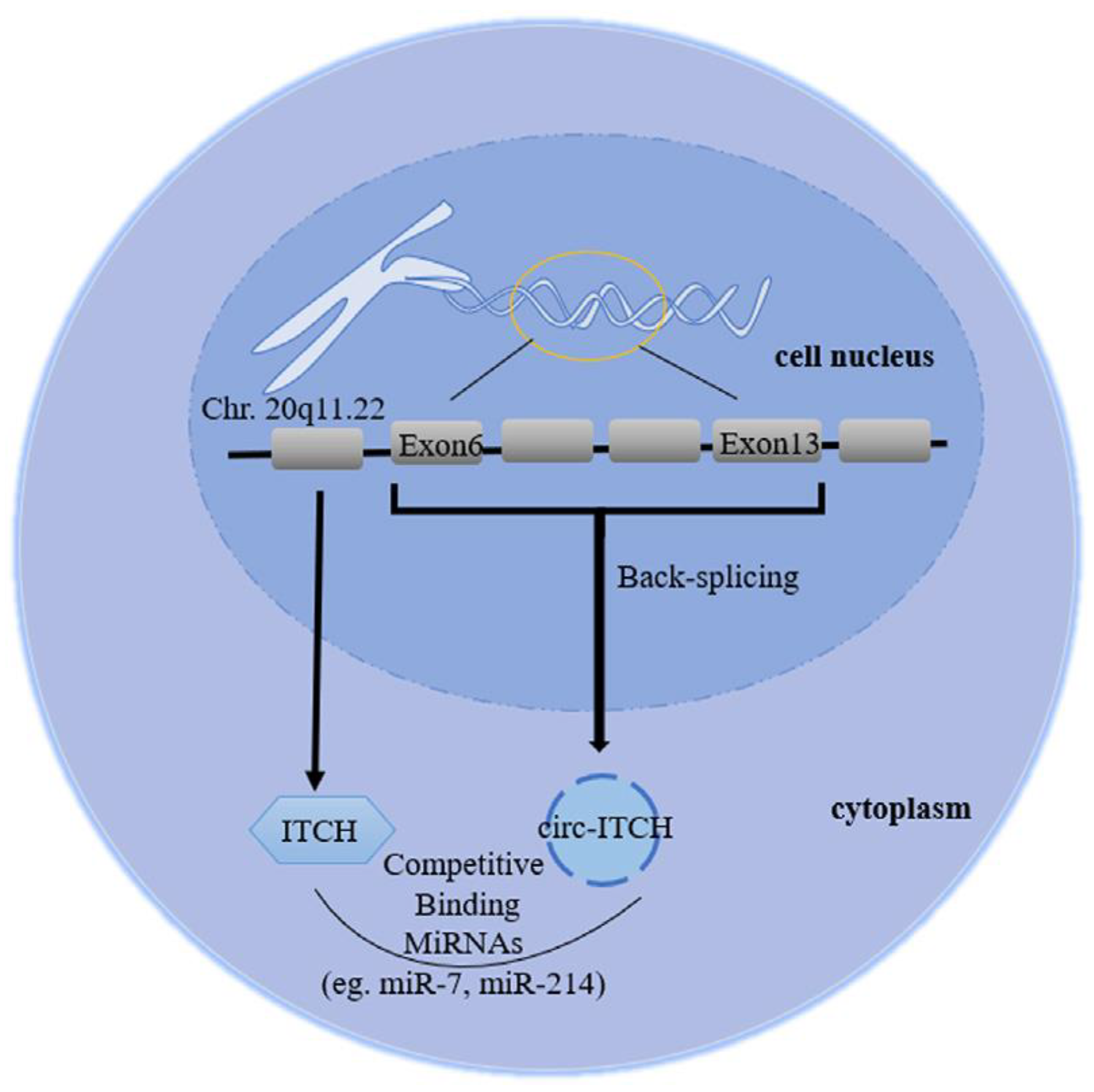 Diagnostics | Free Full-Text | Role of Circ-ITCH Gene Polymorphisms and ...