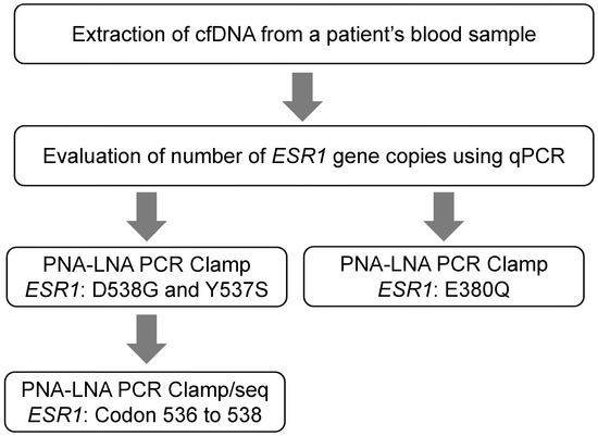 Development of a Detection System for ESR1 Mutations in Circulating Tumour DNA Using PNA-LNA ...