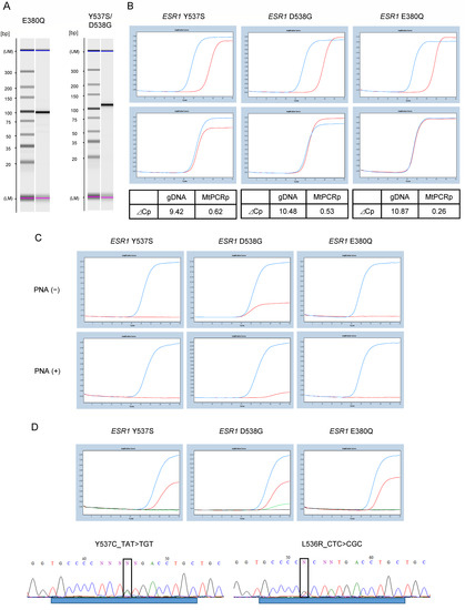 Development of a Detection System for ESR1 Mutations in Circulating Tumour DNA Using PNA-LNA ...
