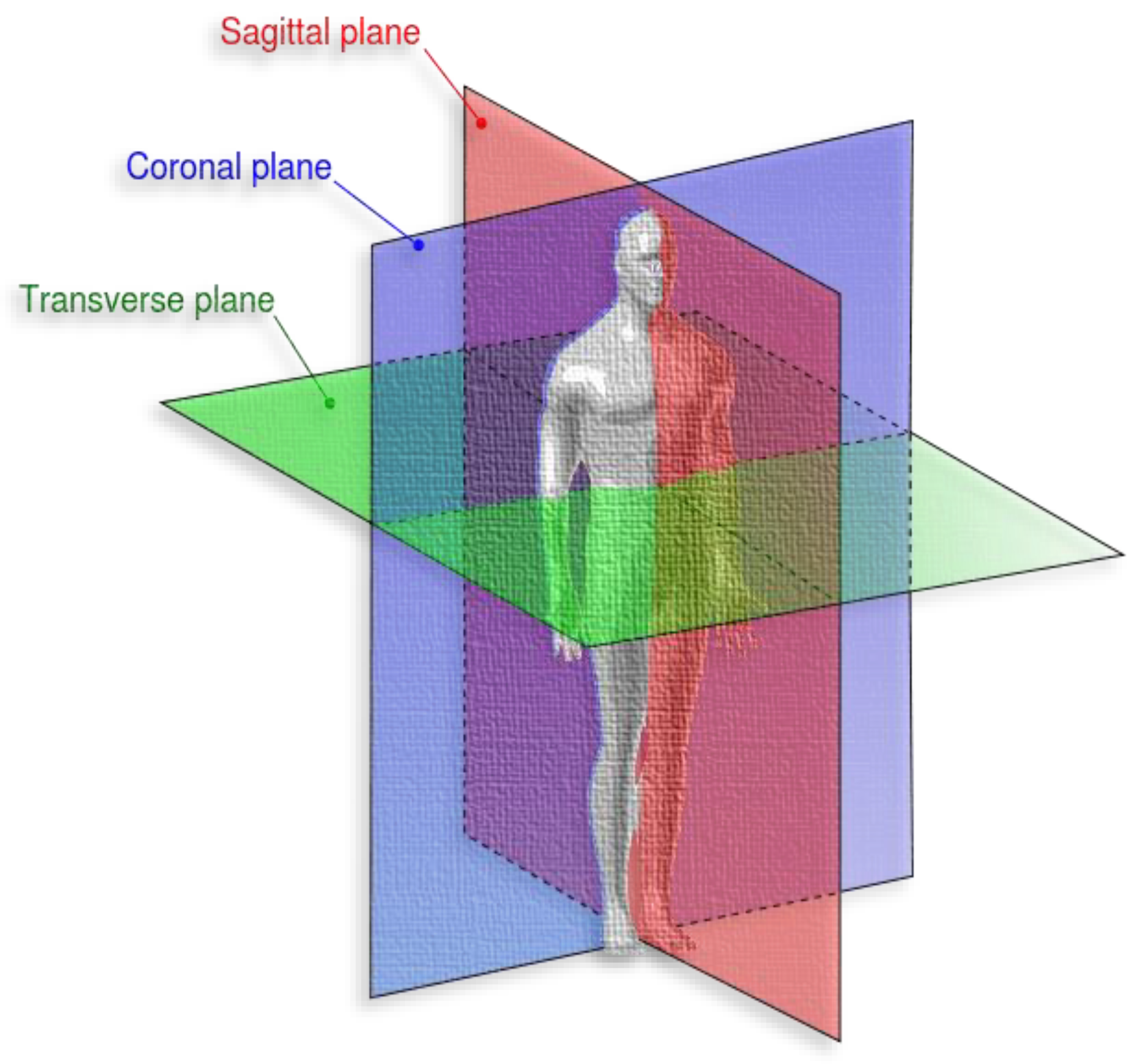Dual Deep CNN for Tumor Brain Classification