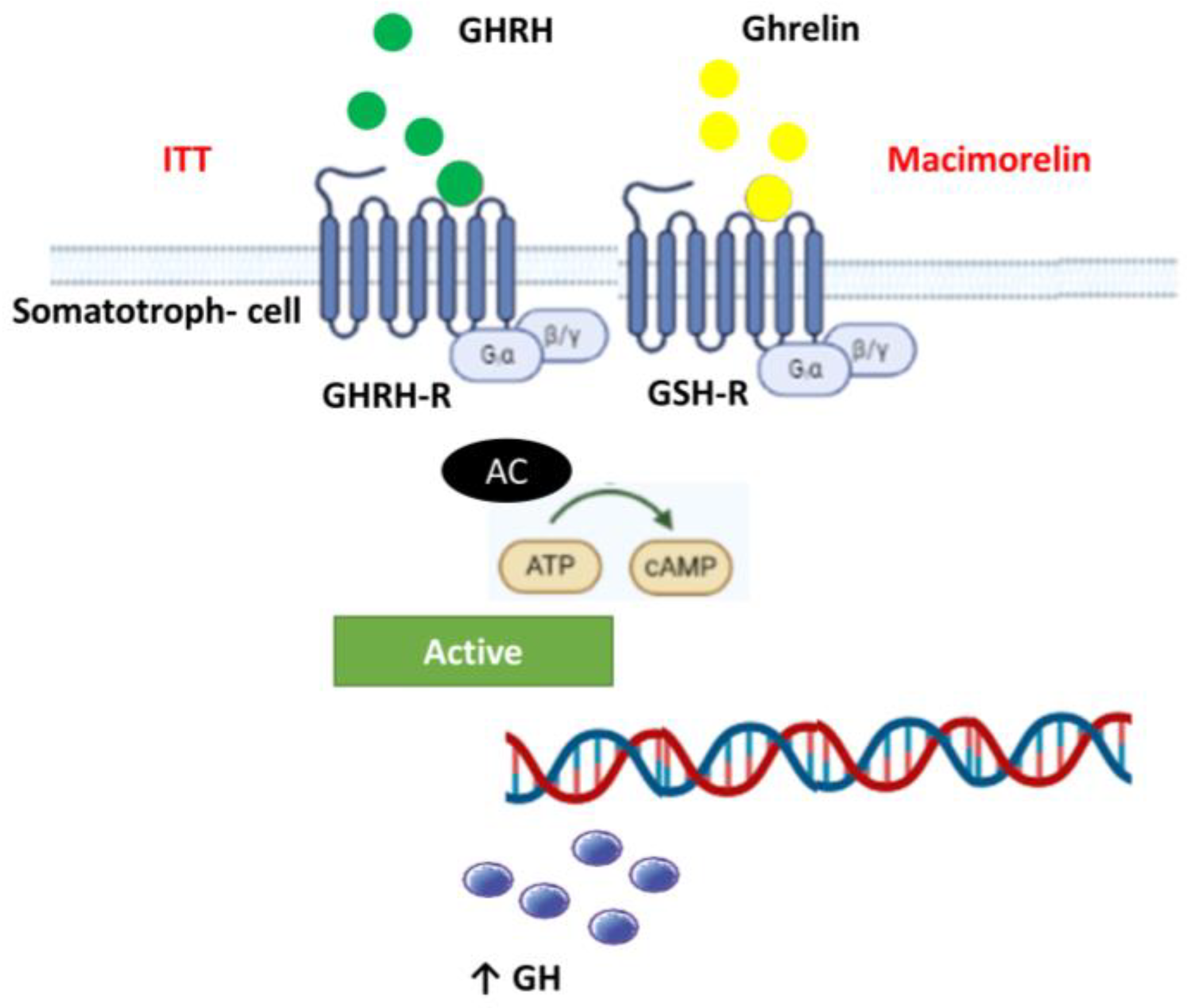Contribution of Dynamic and Genetic Tests for Short Stature Diagnosing ...