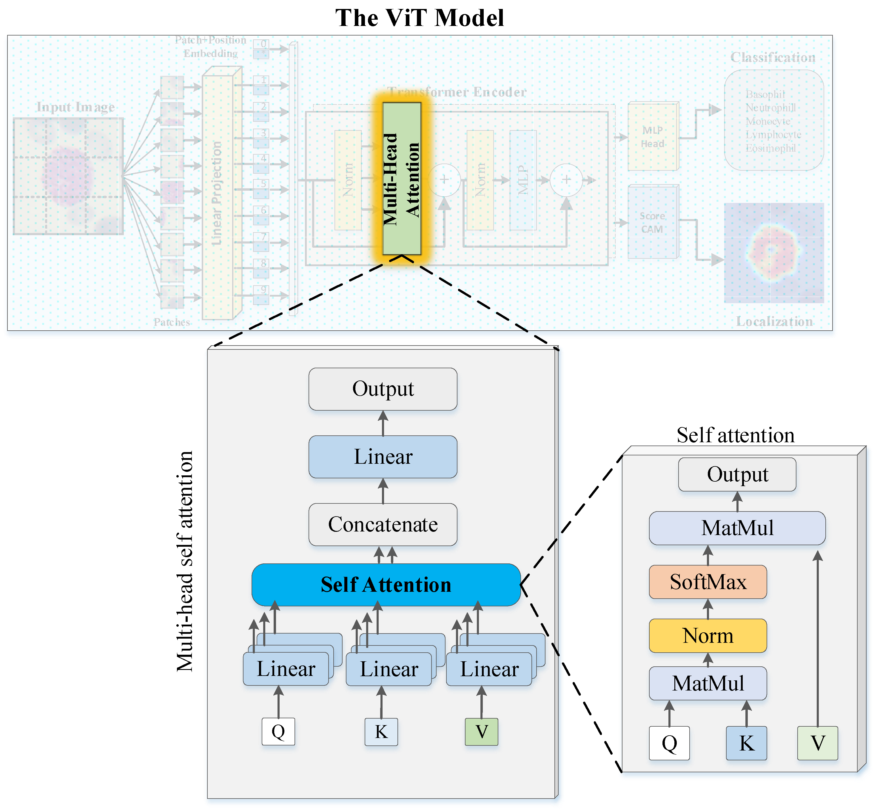 An Explainable Vision Transformer Model Based White Blood Cells ...