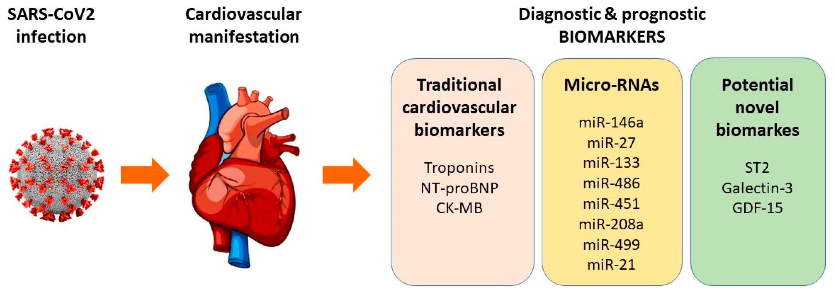 Cardiac Biomarkers and Their Role in Identifying Increased Risk of Cardiovascular Complications ...