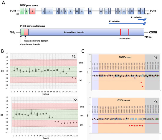 De Novo Large Deletions in the PHEX Gene Caused X-Linked ...