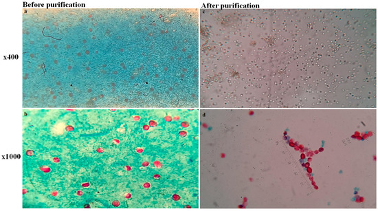 Diagnostic Performance of Toluidine Blue Stain for Direct Wet Mount ...