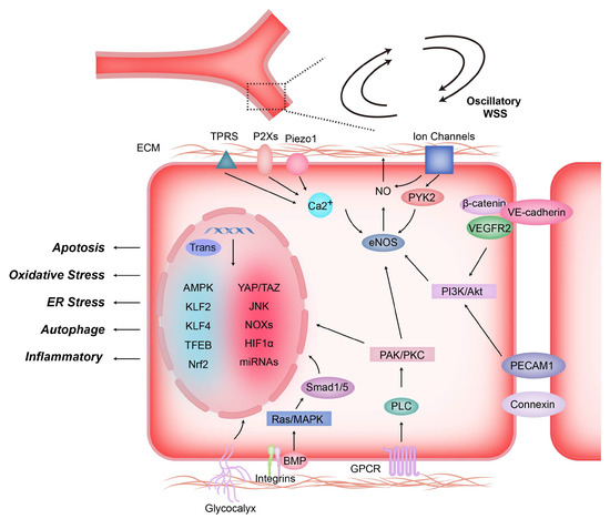 Mechanism Analysis of Vascular Calcification Based on Fluid Dynamics