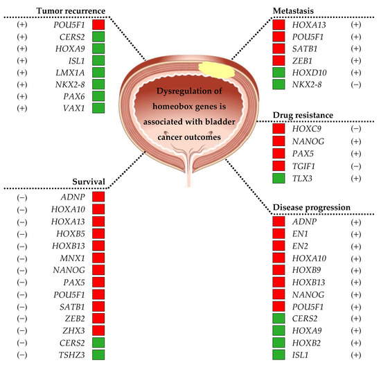 Homeobox Gene Expression Dysregulation as Potential Diagnostic and Prognostic Biomarkers in ...