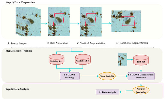 An Efficient and Effective Framework for Intestinal Parasite Egg ...