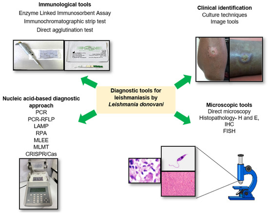 Diagnostic Tools for Cutaneous Leishmaniasis Caused by Leishmania ...