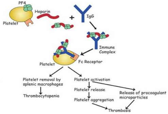 A Functional Assay for the Determination of Heparin-Induced Thrombocytopenia via Flow Cytometry