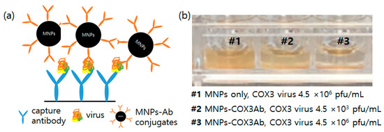 Exploiting the Potential of Magnetic Nanoparticles for Rapid Diagnosis ...