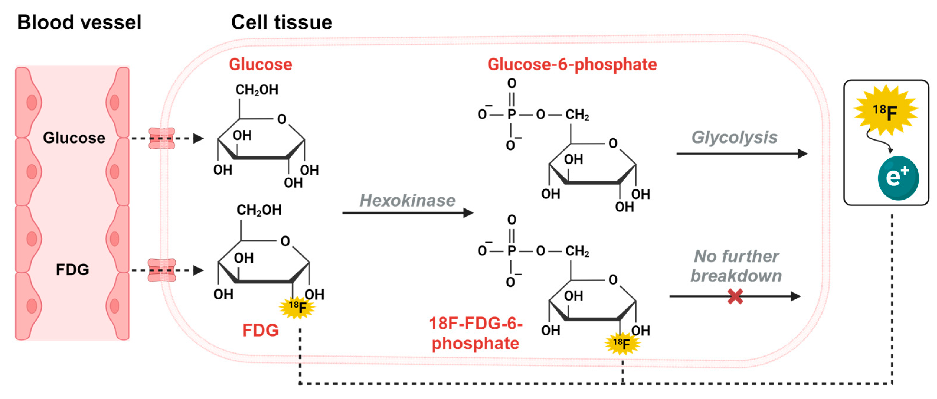 Functional FDG-PET: Measurement of Task Related Neural Activity in ...