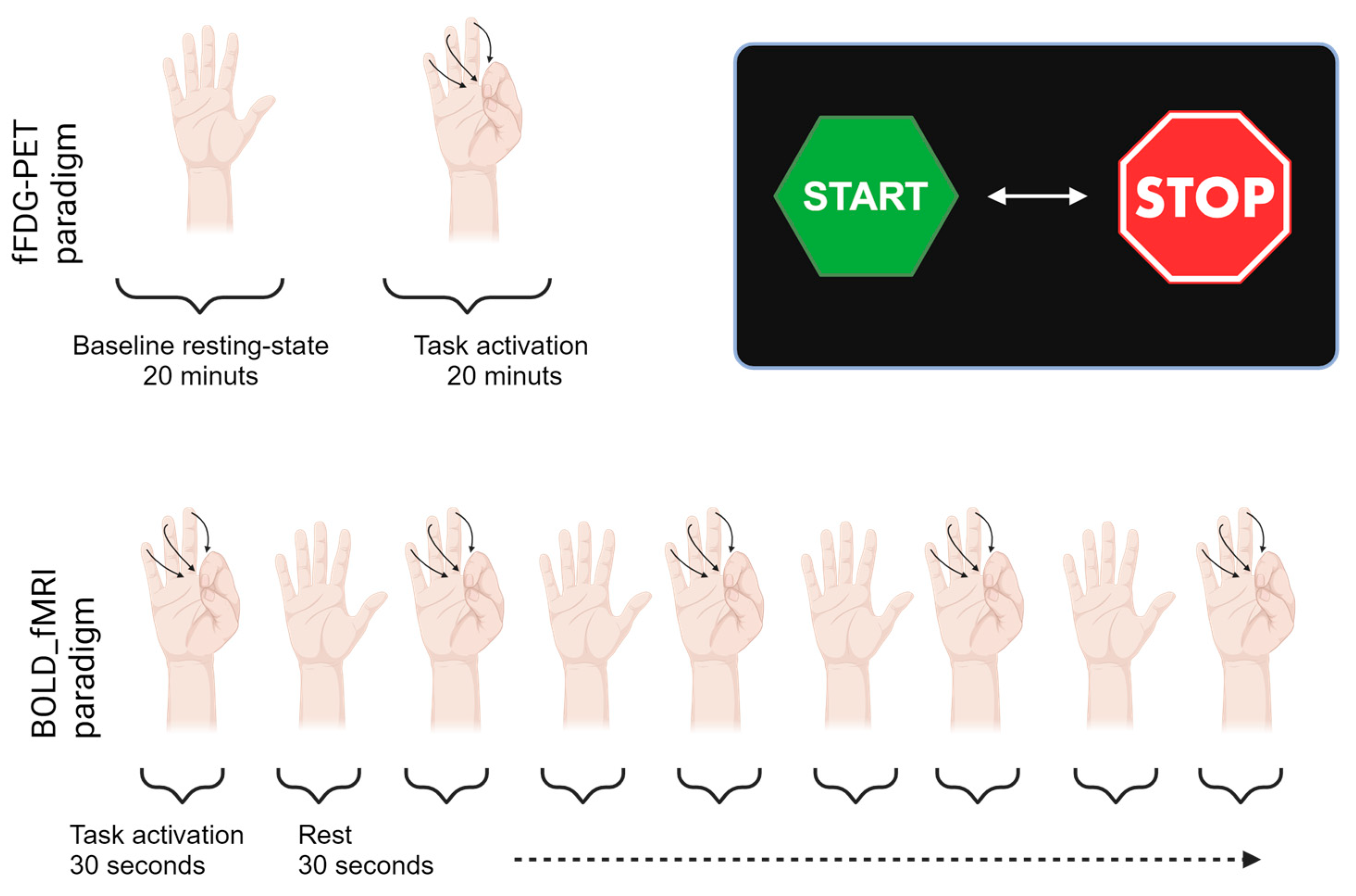 Functional FDG-PET: Measurement of Task Related Neural Activity in ...