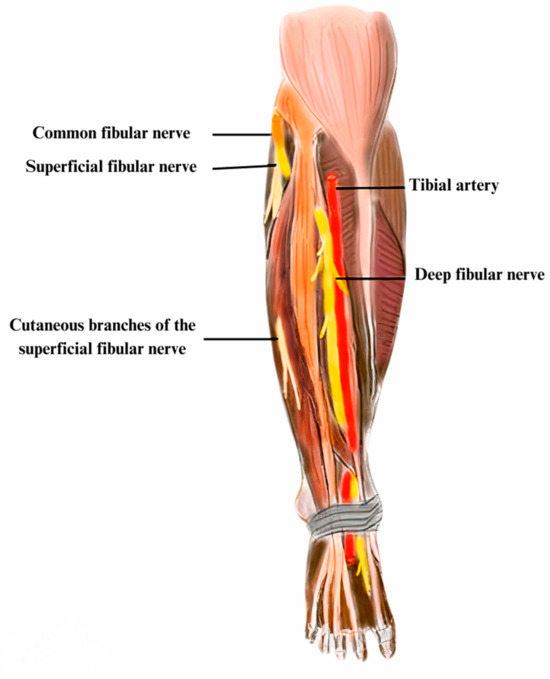 Deep Peroneal Nerve Model