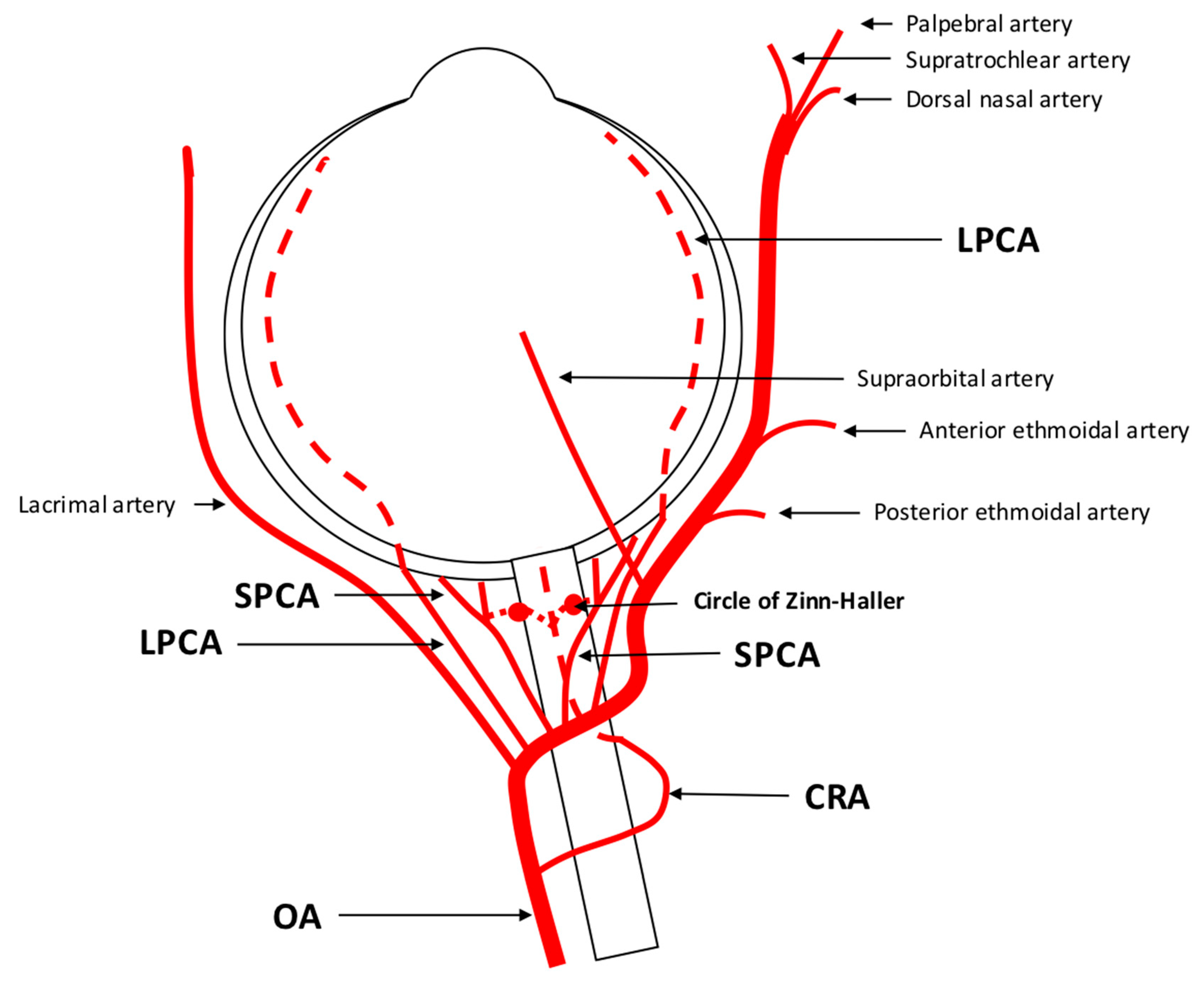Measurement of Retrobulbar Blood Flow and Vascular Reactivity—Relevance ...