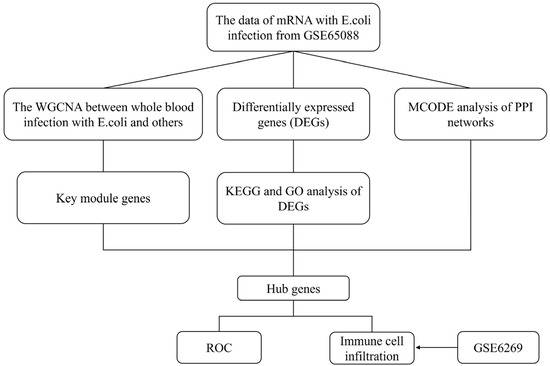 Escherichia coli Infection Sepsis: An Analysis of Specifically ...