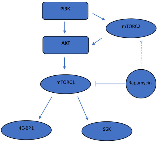 Diagnostics | Free Full-Text | mTOR Pathway Substrates Present High ...