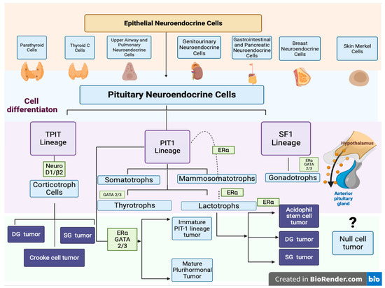 Plurihormonal Pituitary Neuroendocrine Tumors: Clinical Relevance of ...