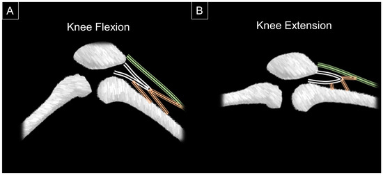 Ultrasound Imaging of the Articularis Genus Muscle: Implications for ...