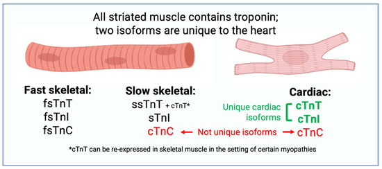 Clinical Biochemistry of Serum Troponin
