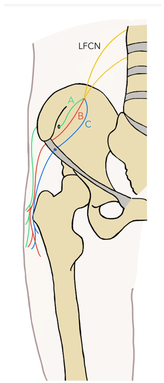 The Association between Anatomical Variants of Musculoskeletal ...